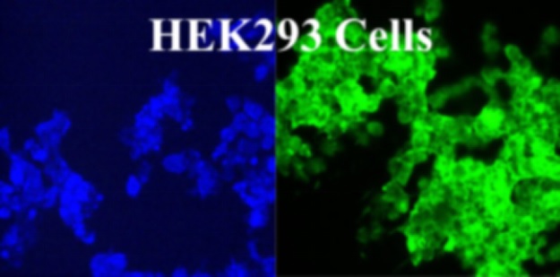 HEK293 Cells - HEK293 CELL LINE